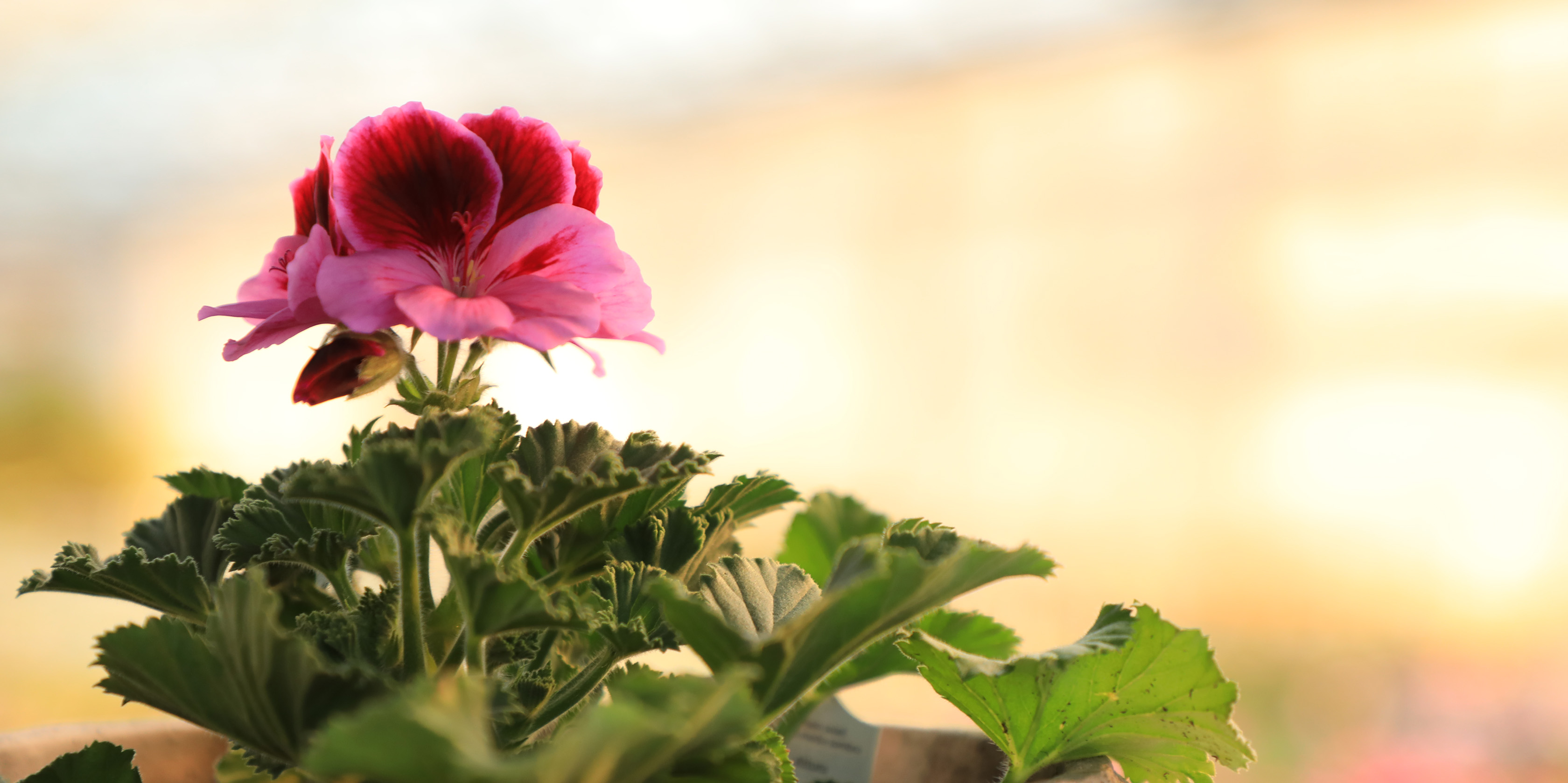 Spring Slider Set 2-3