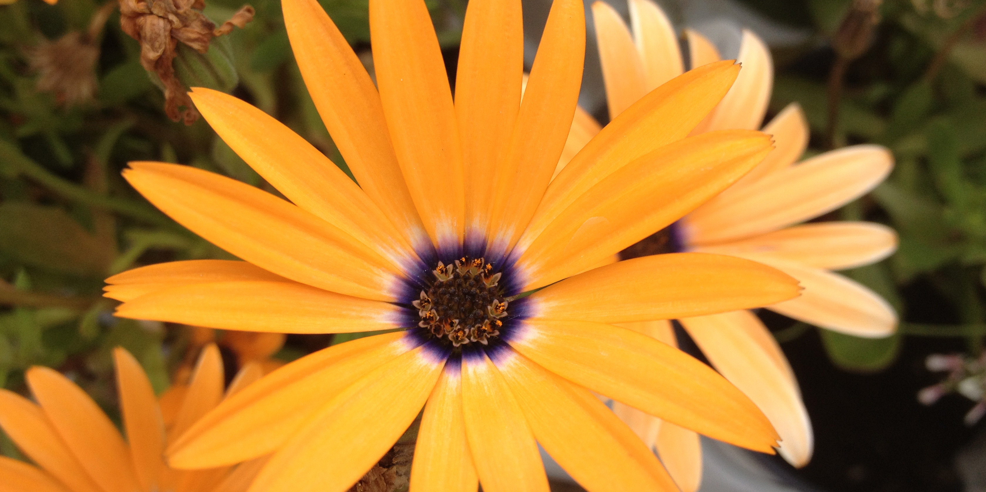 Spring Slider Set 2-7