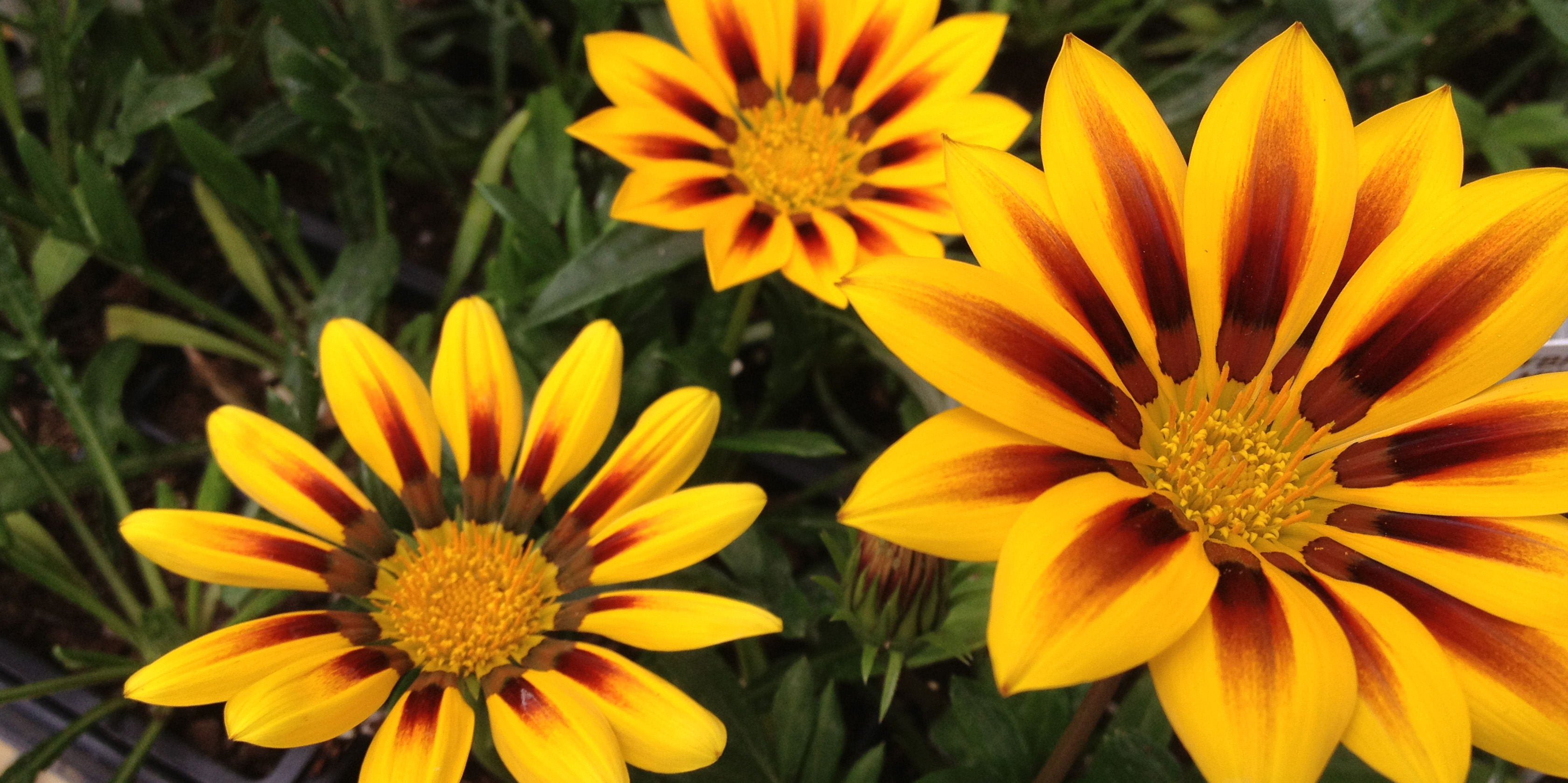 Spring Slider Set 2-8